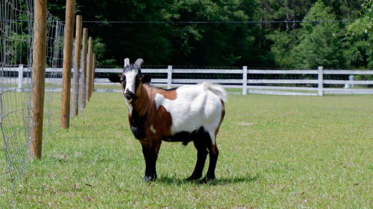 Meat Goat Breeds: A Comparison - Goat Journal